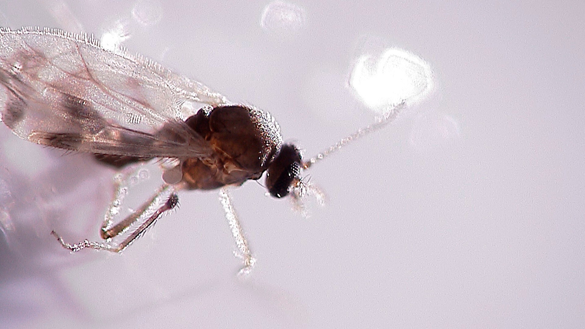 Fnatt av knott - NRK TV