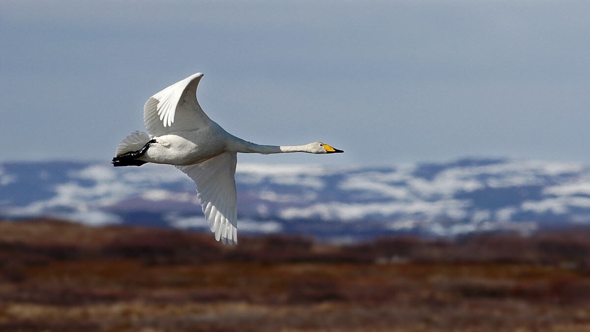 20 spørsmål om trekkfugler – Natur – NRK