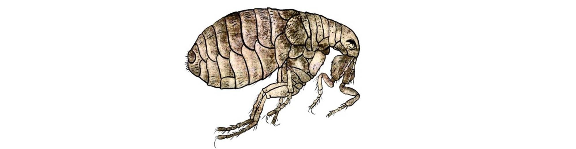 Dette kan vi lære av pesten svartedauden i 1349 – Langlesing fra NRK ...