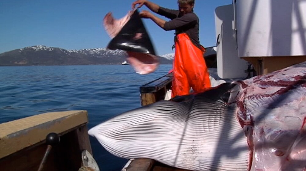 Norsk hvalfangst sterkt truet – NRK Nordland