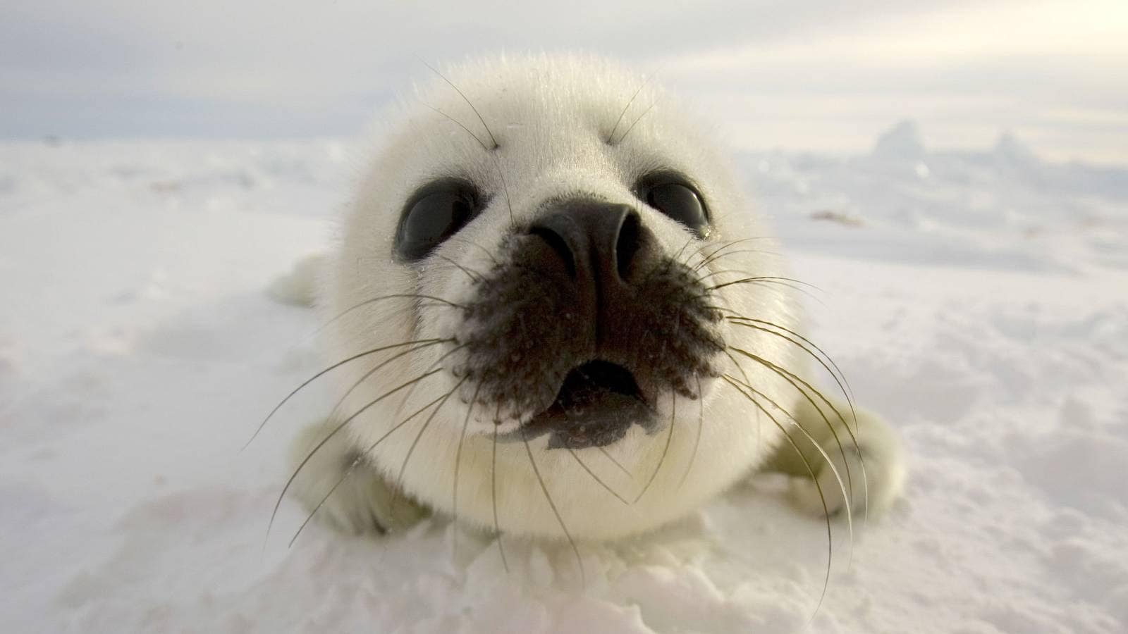 Utrydningstruede dyrearter – Siste nytt – NRK