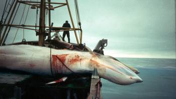 Overrasket over at det fremdeles finnes hval igjen i verdenshavene ...