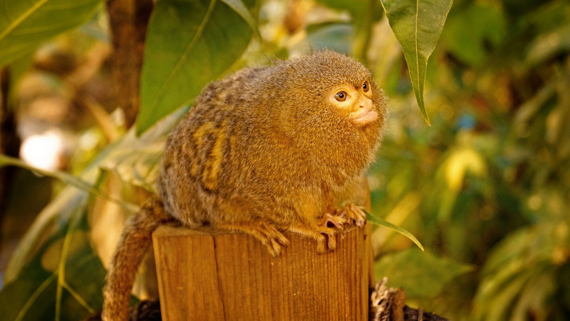 Verdens minste apekatt fødte tvillinger – NRK Sørlandet – Lokale ...