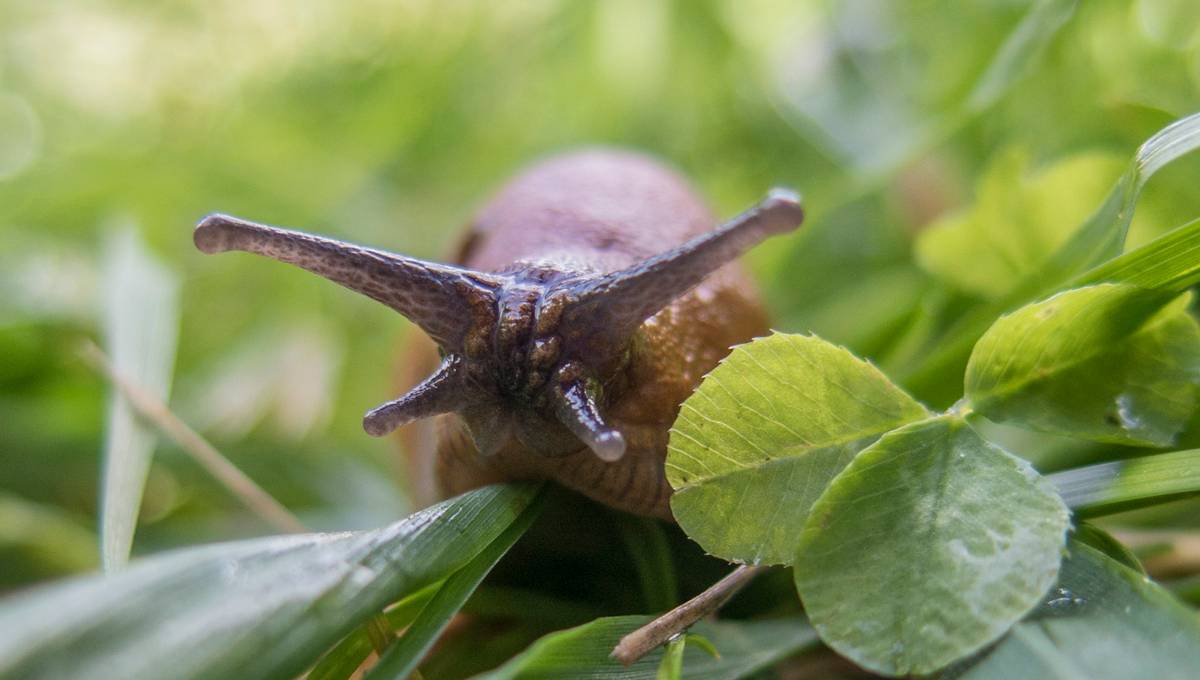 Spår færre snegler i norske hager – NRK Norge – Oversikt over nyheter ...