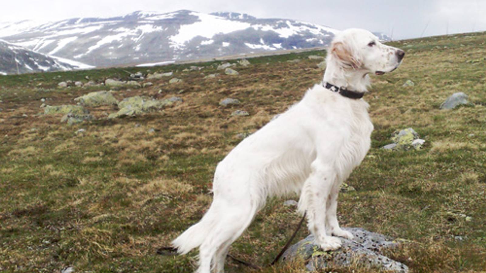 Her er Norges mest populære hunderaser – NRK Norge – Oversikt over ...