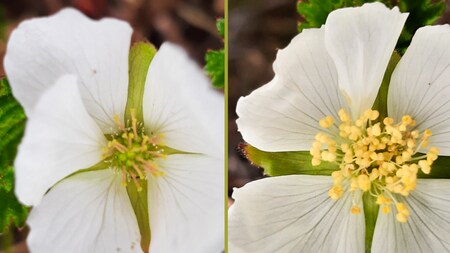 Multesesongen startet tidlig i nord – NRK Troms og Finnmark