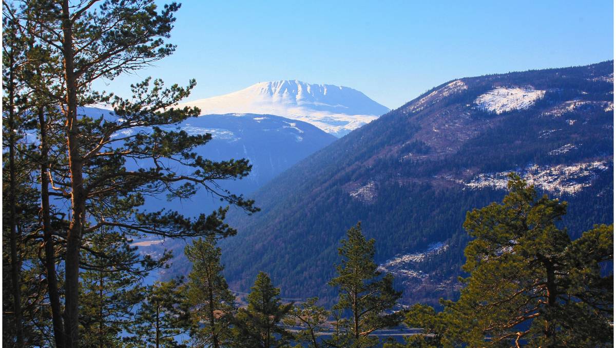 Natur i cyberspace – NRK Vestfold og Telemark – Lokale nyheter, TV og radio