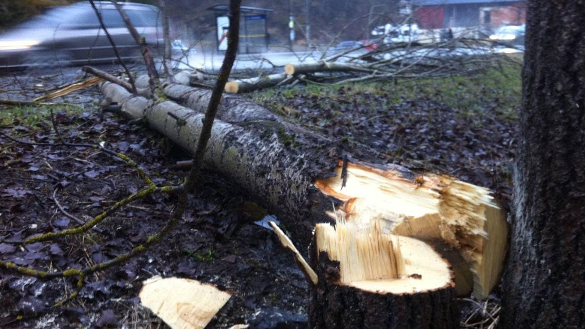 Bever felte tre i Lommedalen – Stor-Oslo