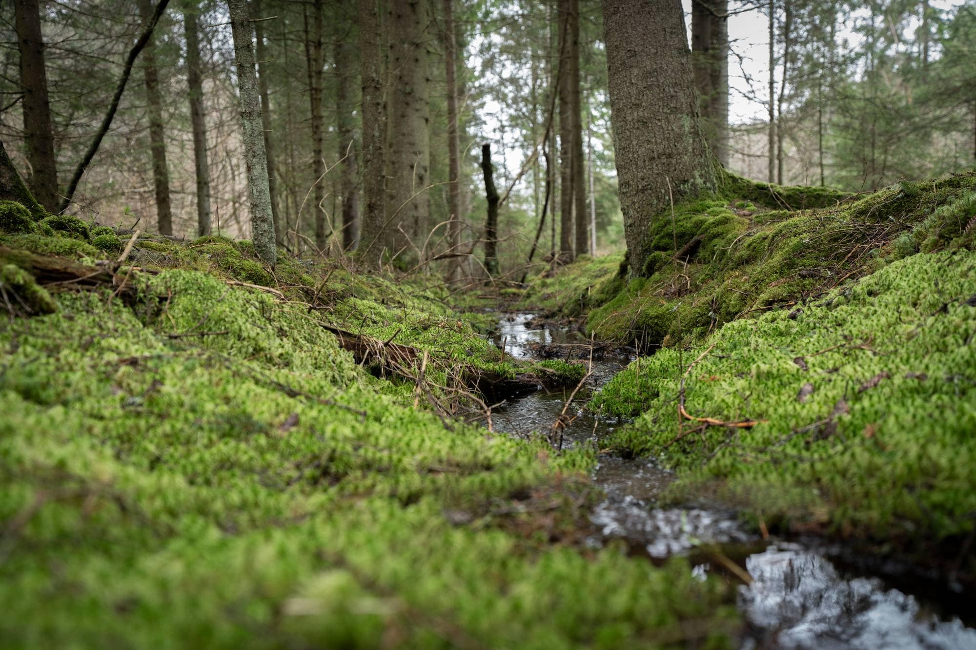 Jurister mener det kan ha blitt begått saksbehandlingsfeil i prosessen ...