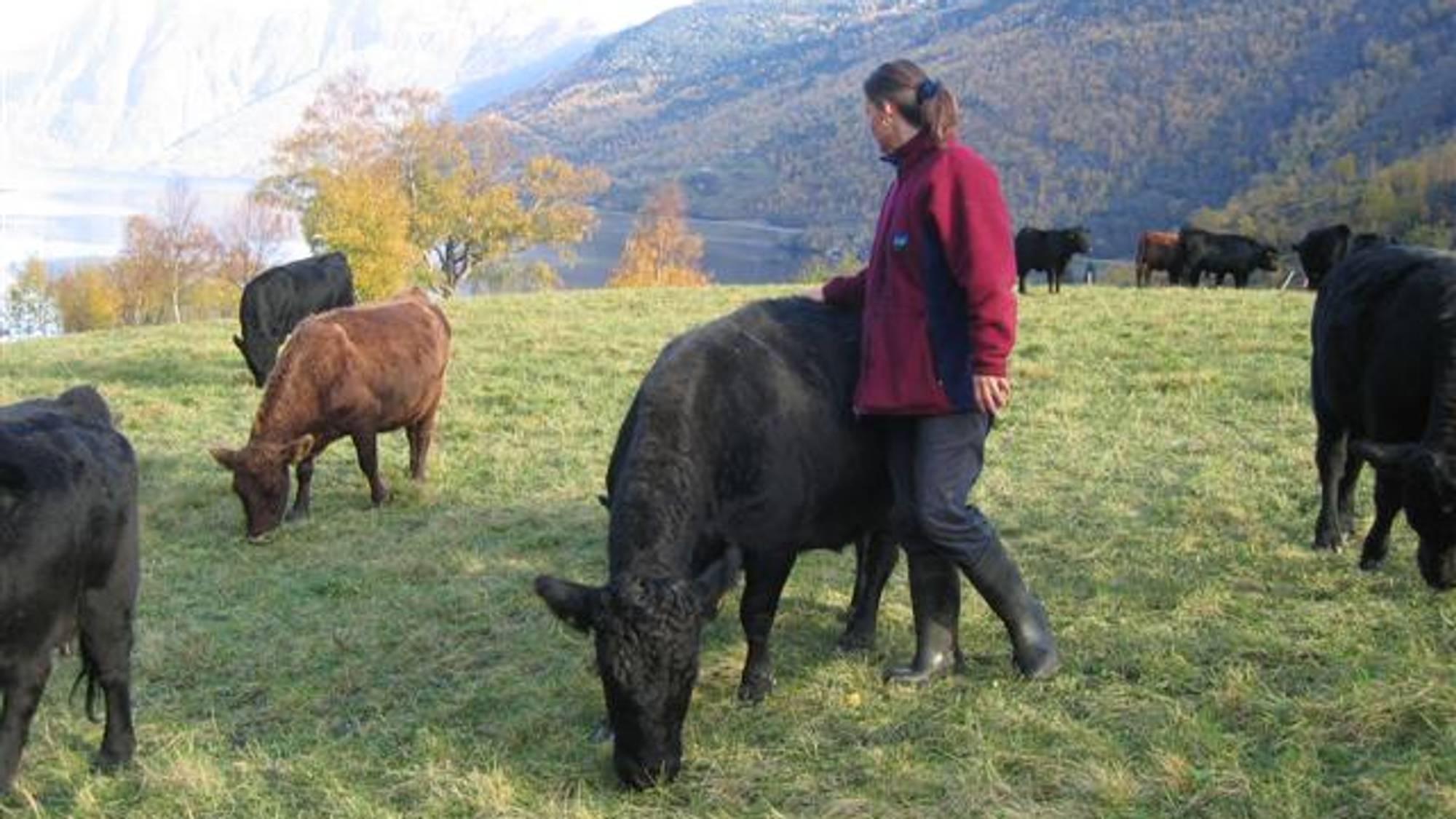 Dexter-kyr – Natur – NRK