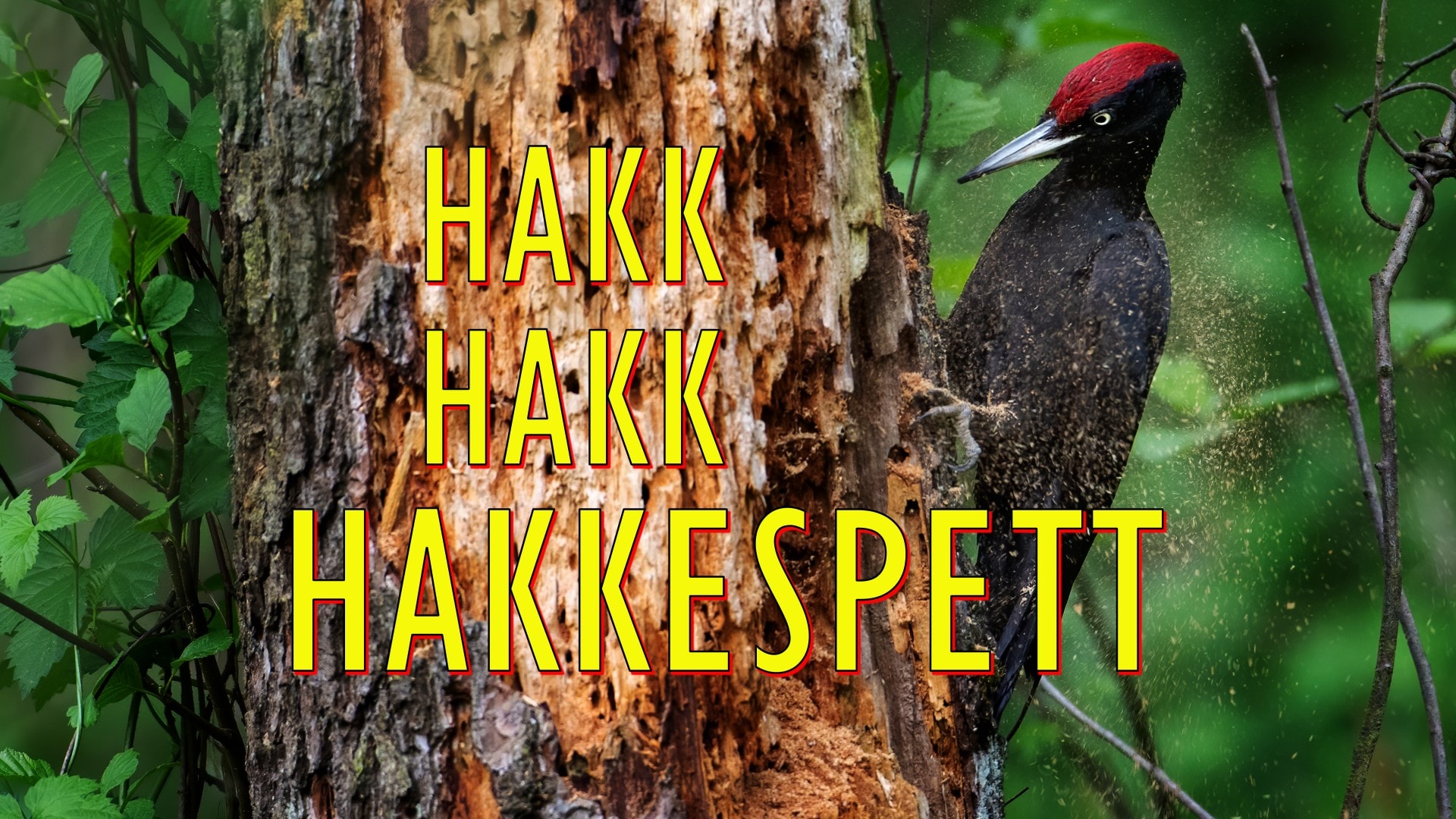 Hakk hakk hakkespett - NRK TV