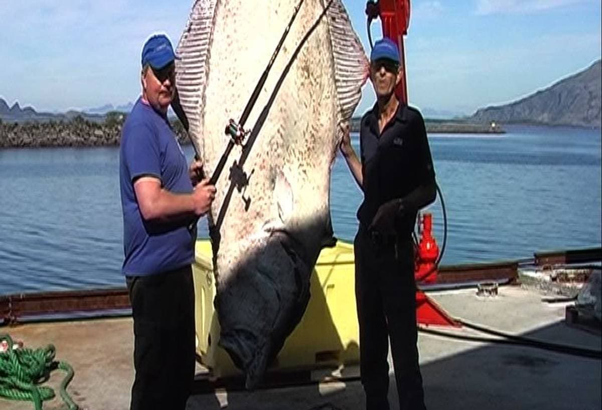 Svensker tok kveite på 211,5 kilo – NRK Nordland