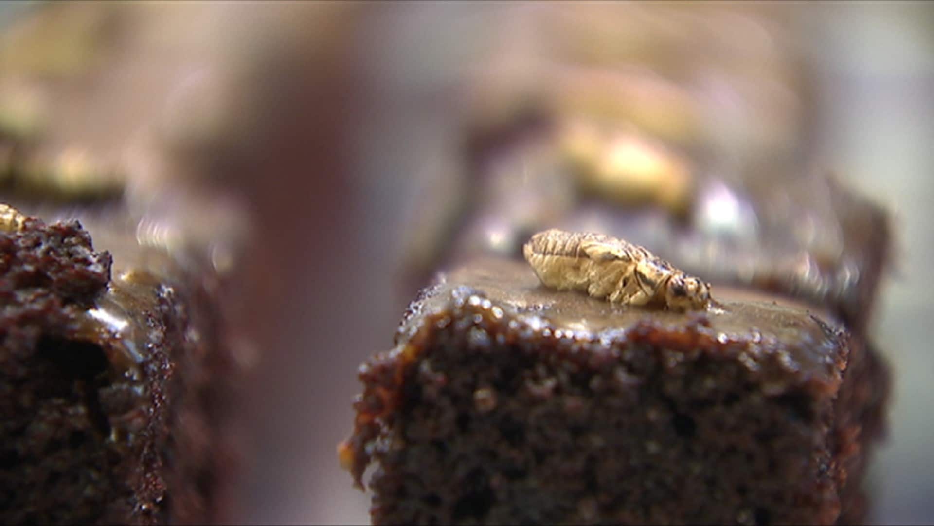 Insekter er mat – NRK