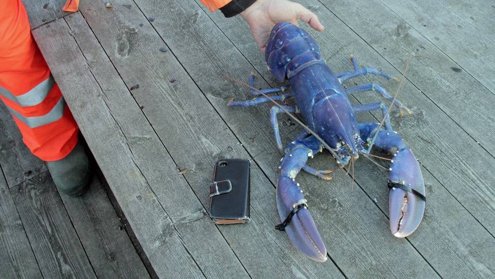 Den største hummeren vi har fanget – NRK Sørlandet – Lokale nyheter, TV ...