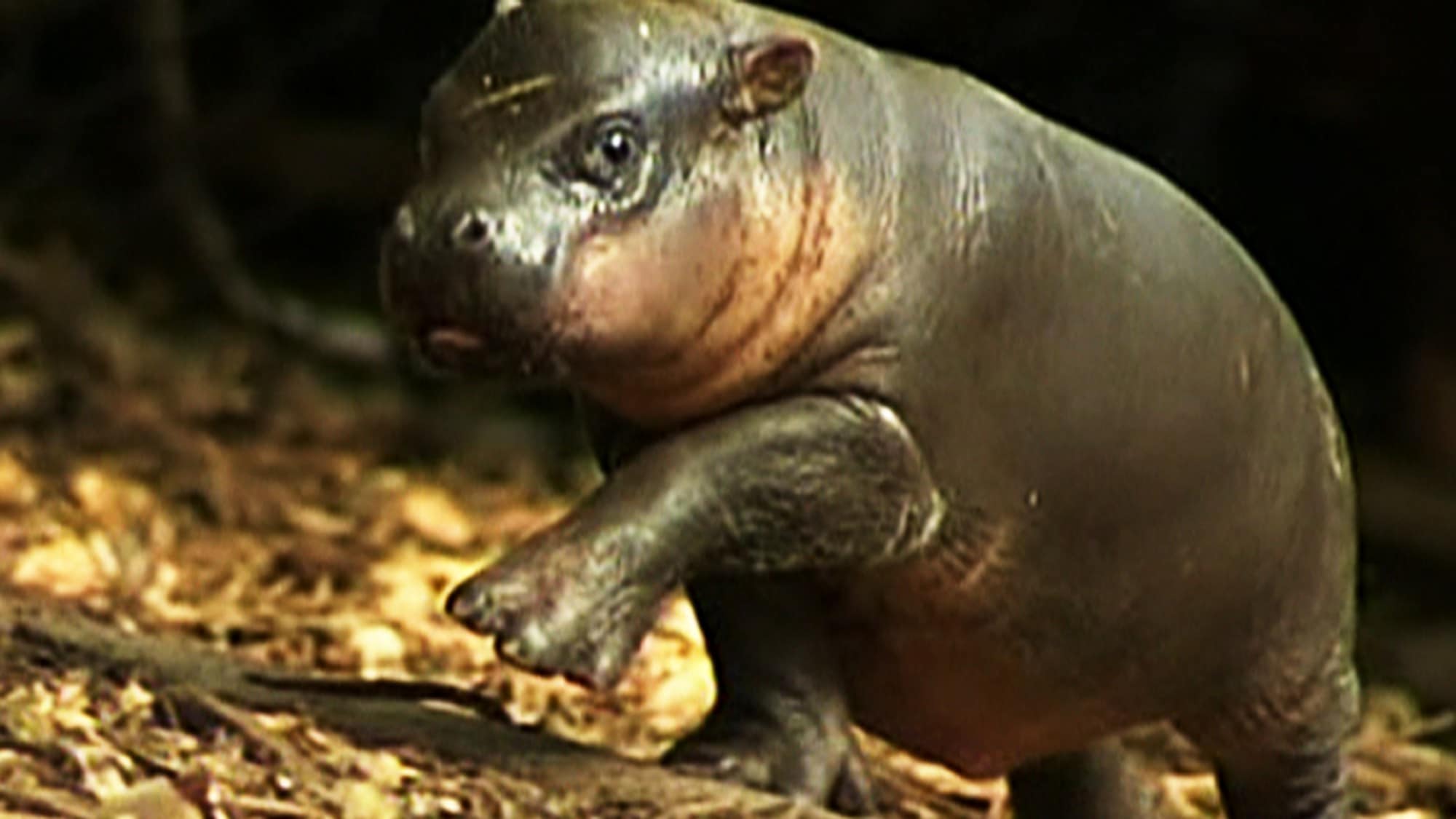 Dvergflodhest født i Australia – NRK Urix – Utenriksnyheter og ...