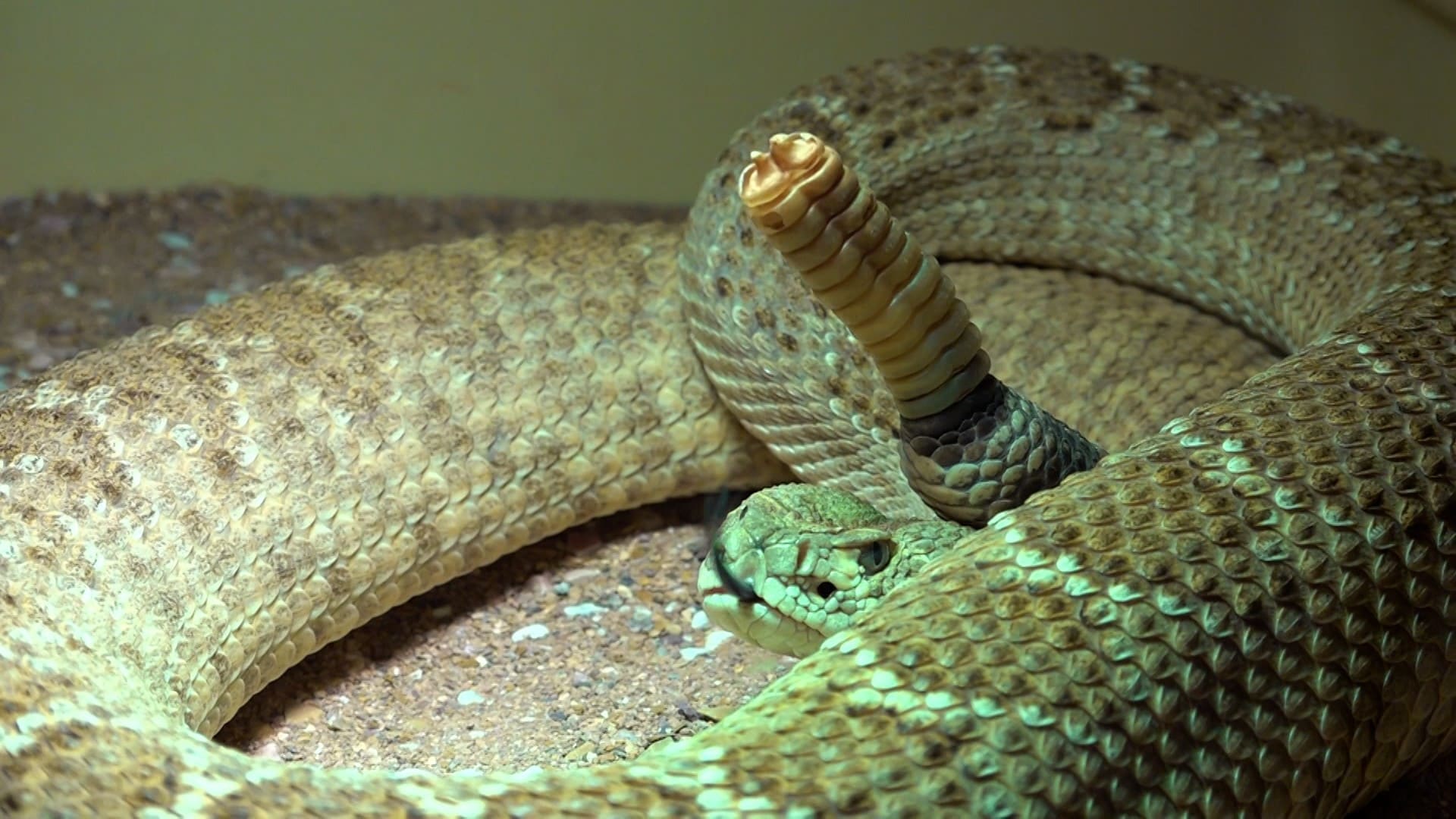 Verdens giftigste slanger i Norge – NRK Sørlandet – Lokale nyheter, TV ...