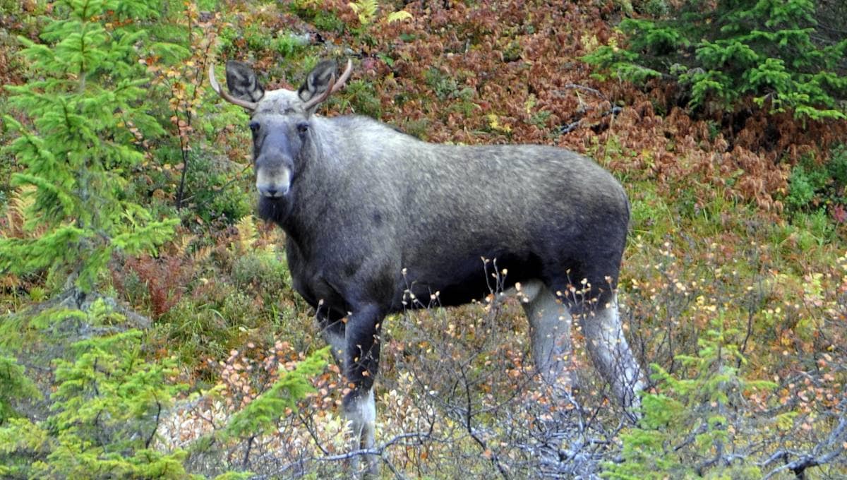 Går mot rekordfelling av elg – NRK Trøndelag – Lokale nyheter, TV og radio