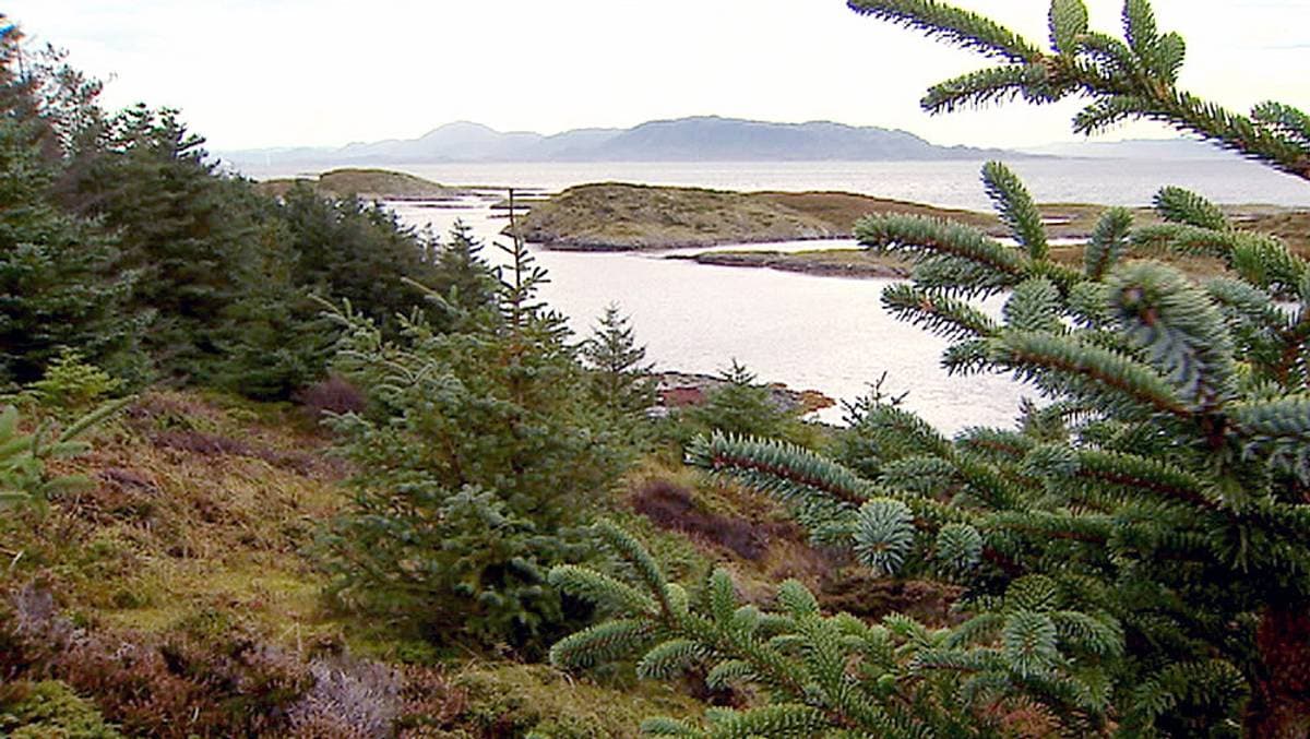 Mindre lav og mose i skog med sitkagran – NRK Trøndelag – Lokale ...