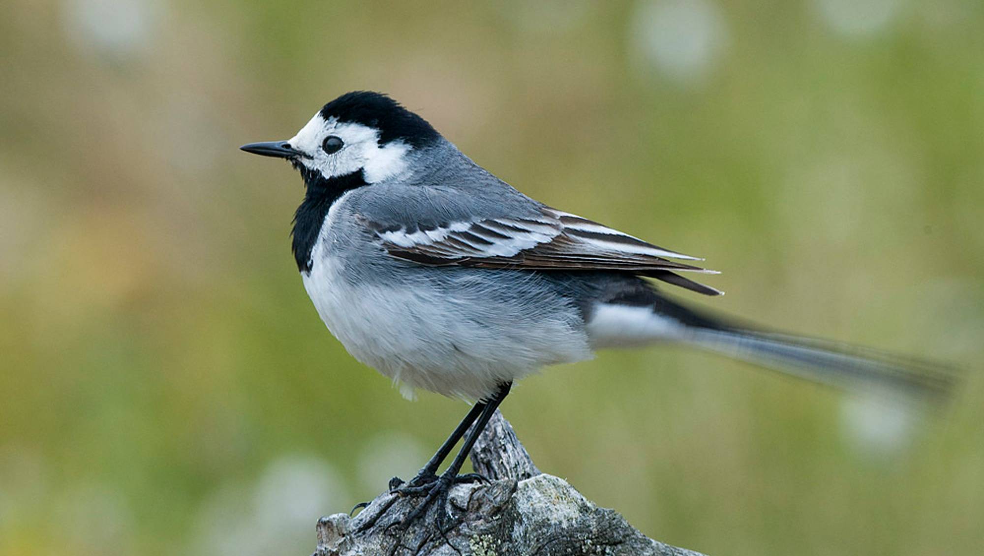 QUIZ: Kjenner du trekkfuglene? – NRK Troms og Finnmark