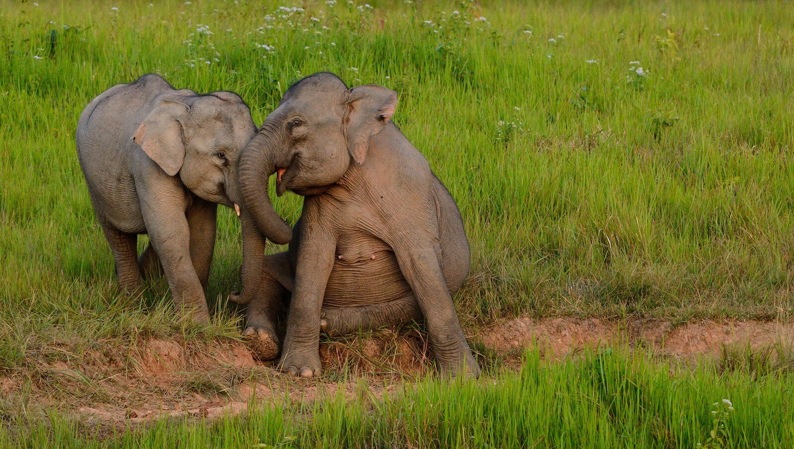 Mammutgener skal redde elefanten – Viten
