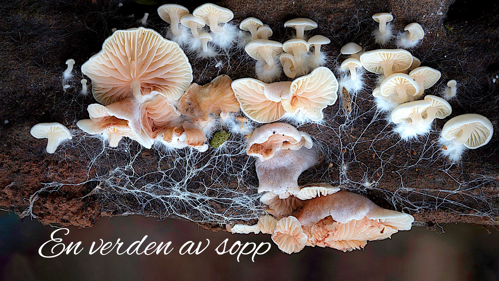 En verden av sopp - NRK TV