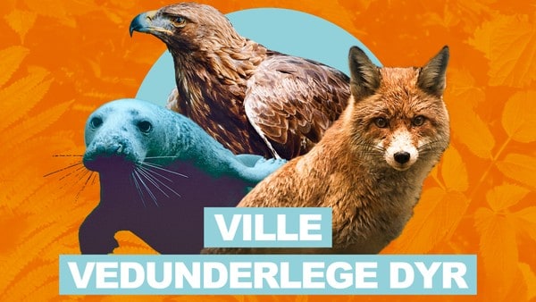 NRK Super - Ville vedunderlege dyr