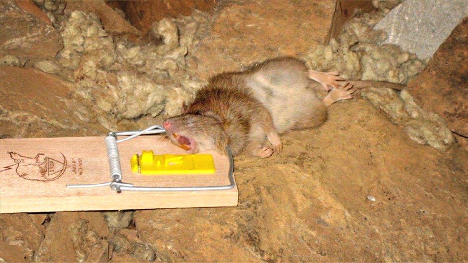 Mus og rotter gjør stor skade – NRK
