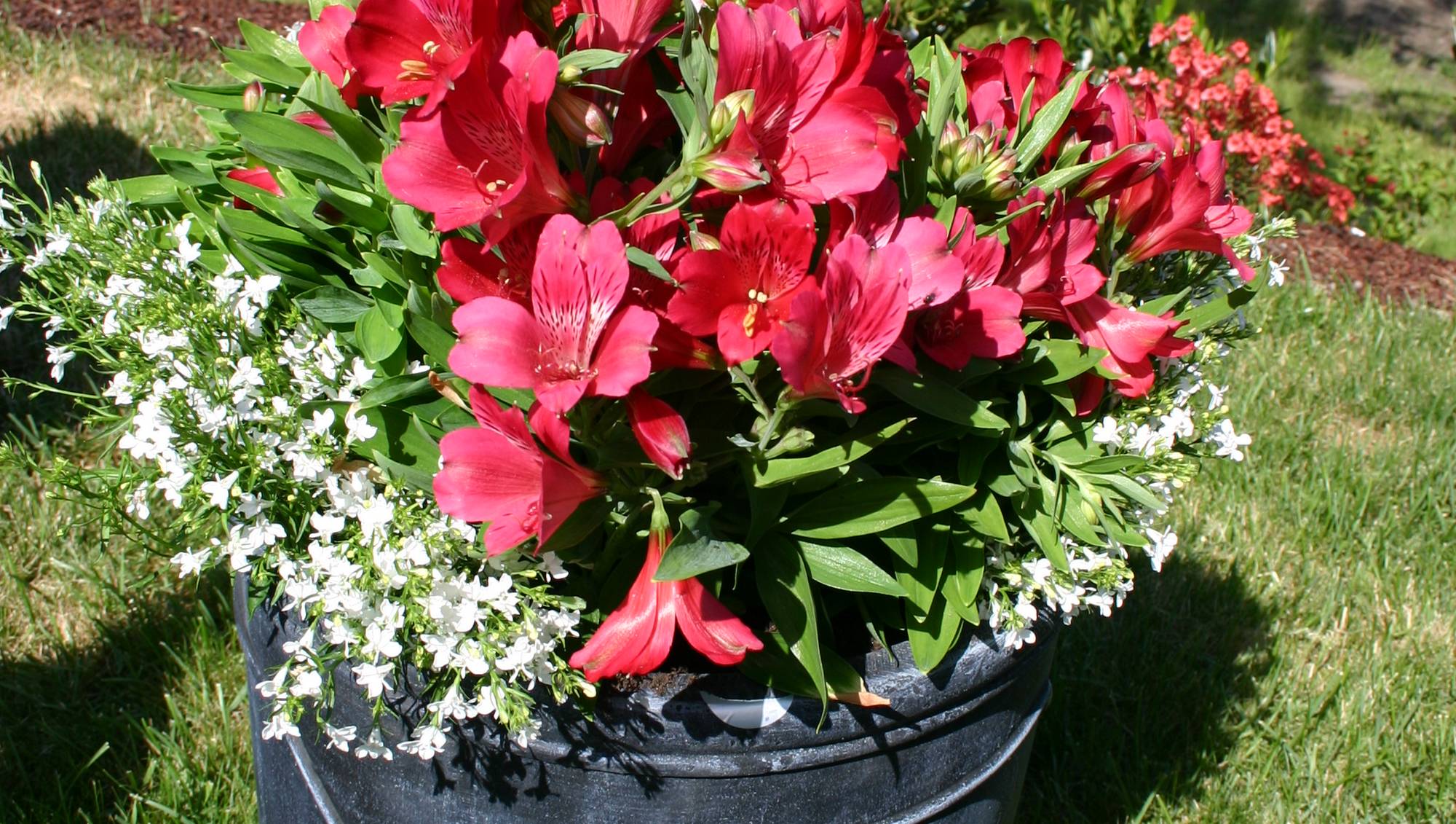 Pottetrening med gartneren – NRK Nyttig – Tips, råd og innsikt