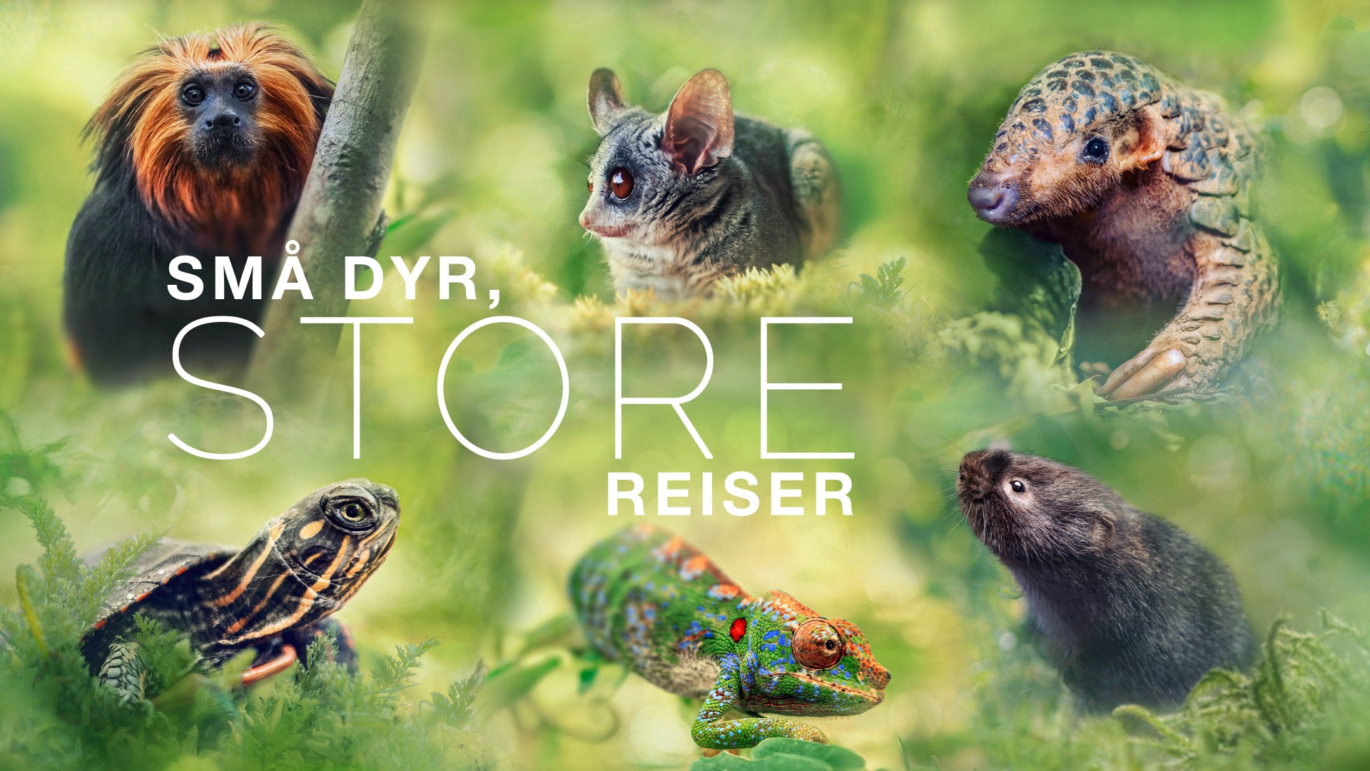 Små dyr, store reiser - NRK TV