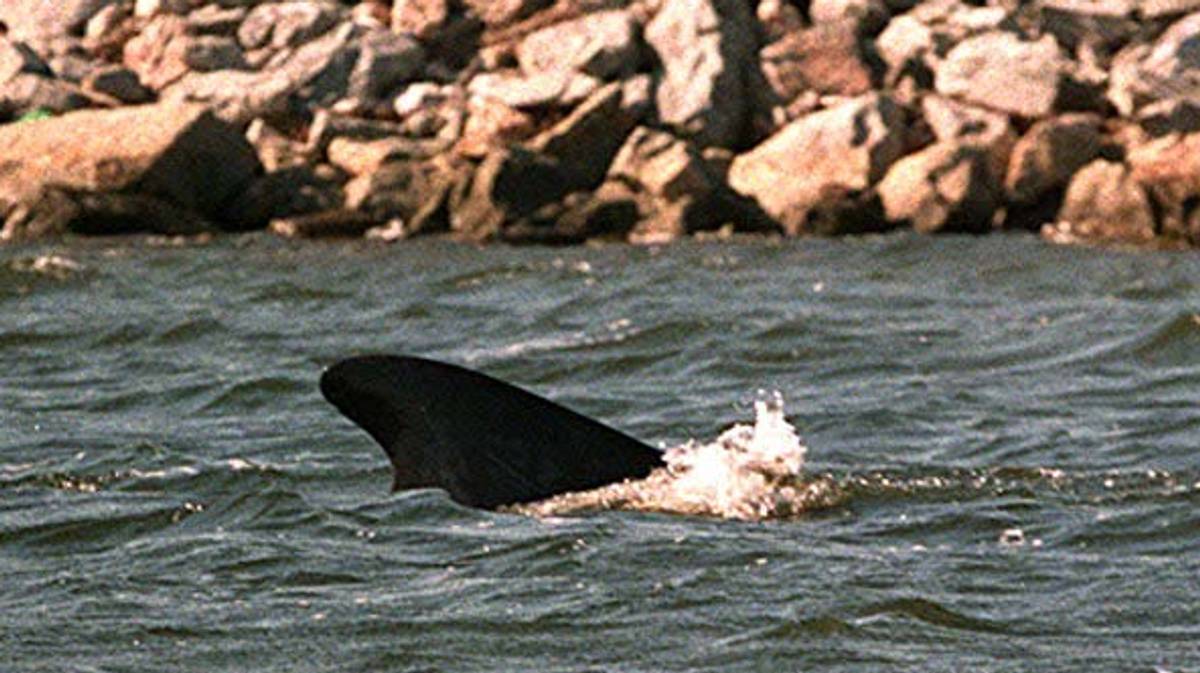 Island gjenopptar hvalfangst – NRK Urix – Utenriksnyheter og -dokumentarer