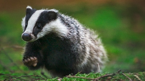 NRK Super - Ville vedunderlege dyr