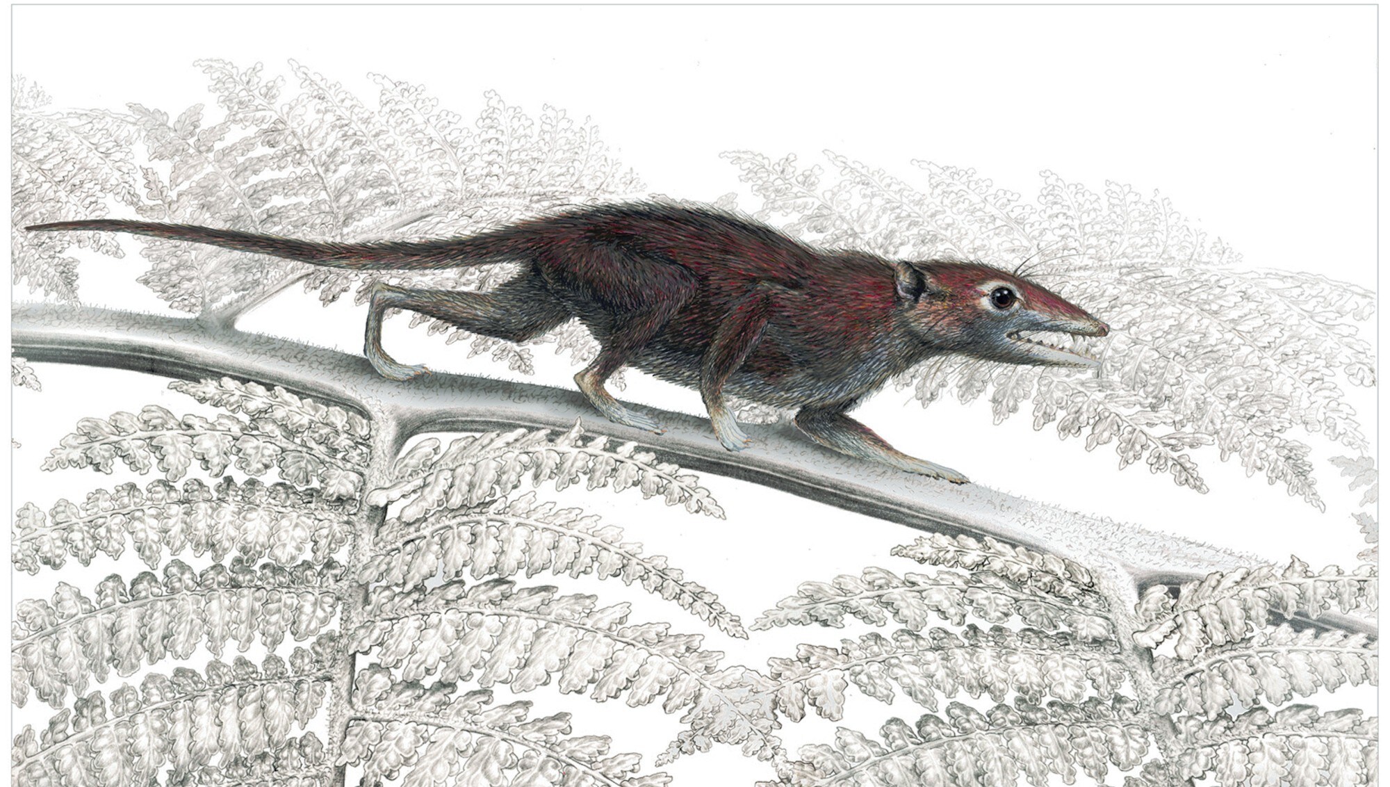 Juramaia - vår alles mor – NRK Viten – Nyheter innen vitenskap og forskning