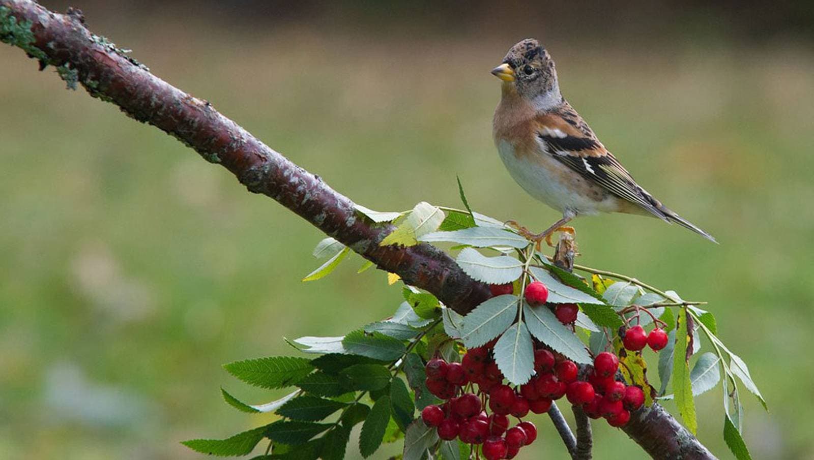 De vanligste fugleartene på fuglebrettet – NRK Troms og Finnmark