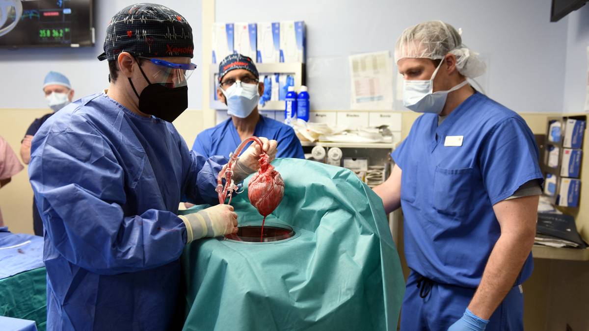 USA: Første person med transplantert grisehjerte – NRK Urix ...
