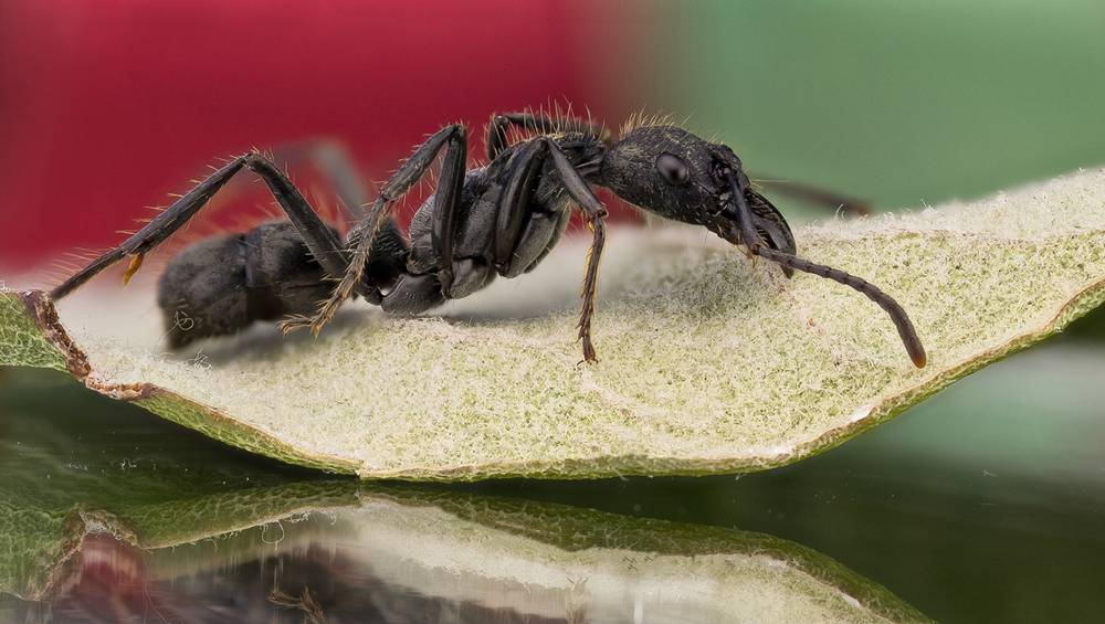 Småkryp i stort format – NRK Viten – Nyheter innen vitenskap og forskning