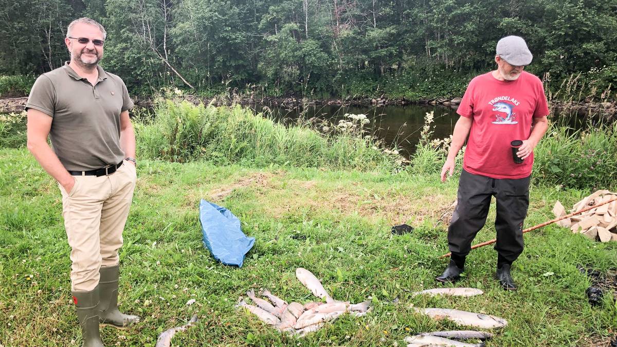 Villaks dør i varmen – NRK Trøndelag – Lokale nyheter, TV og radio