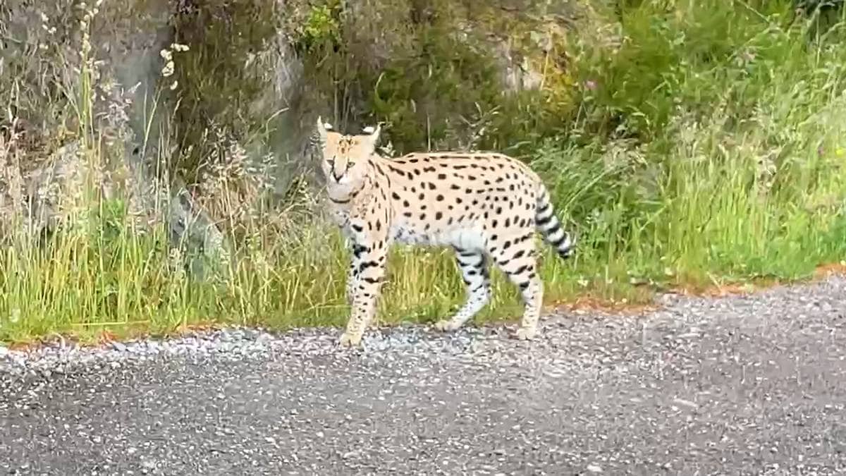 Saken med servalen i Os kan bli anmeldt av Miljødirektoratet og ...