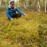 Mattis vil vise at det har vært samer og reindrift i hele Sør-Norge ...