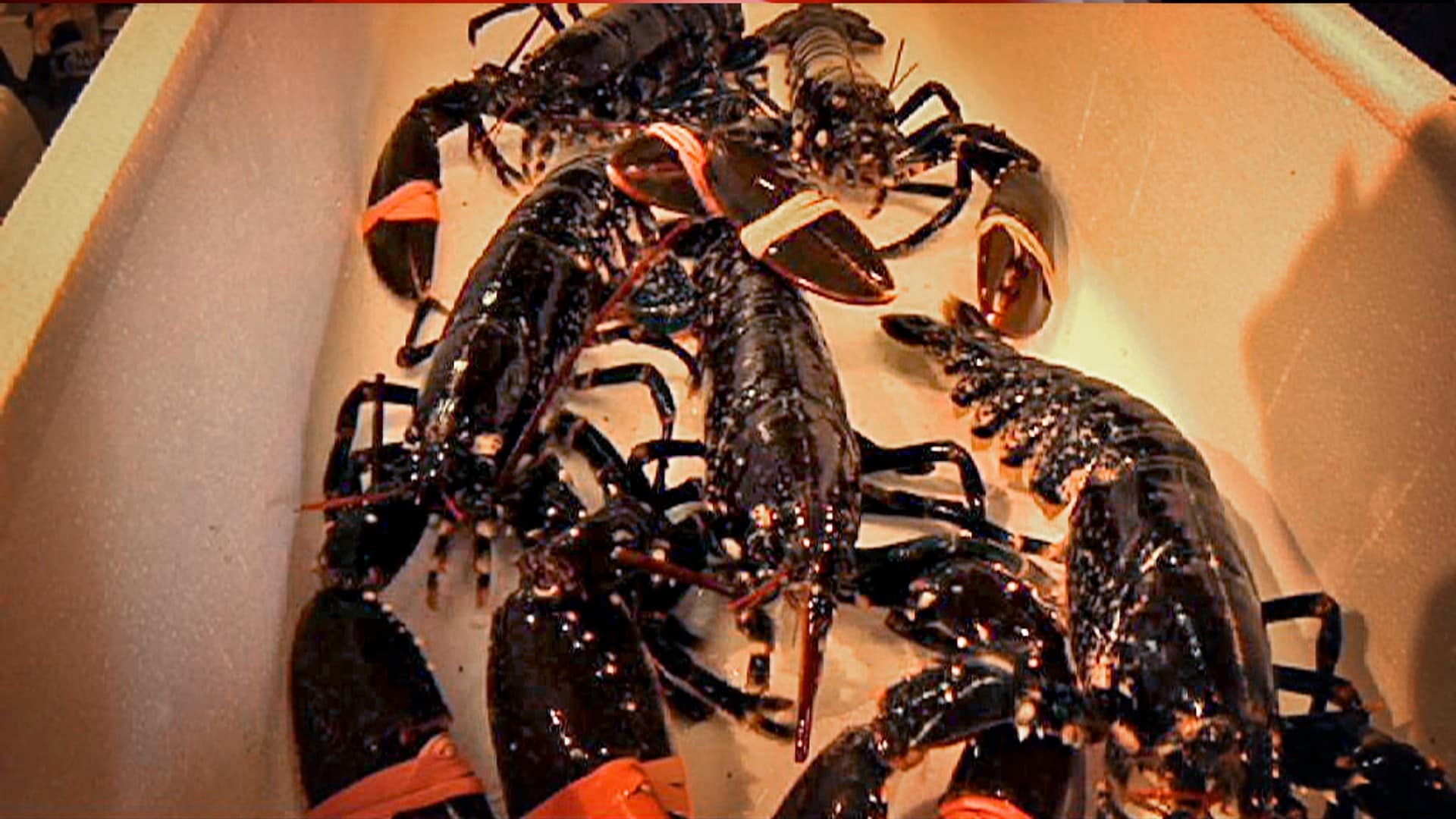 Hummer selges svart – NRK