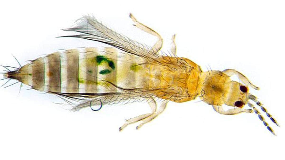 Hvordan bekjempe skadedyr som trips på planter – Stor-Oslo