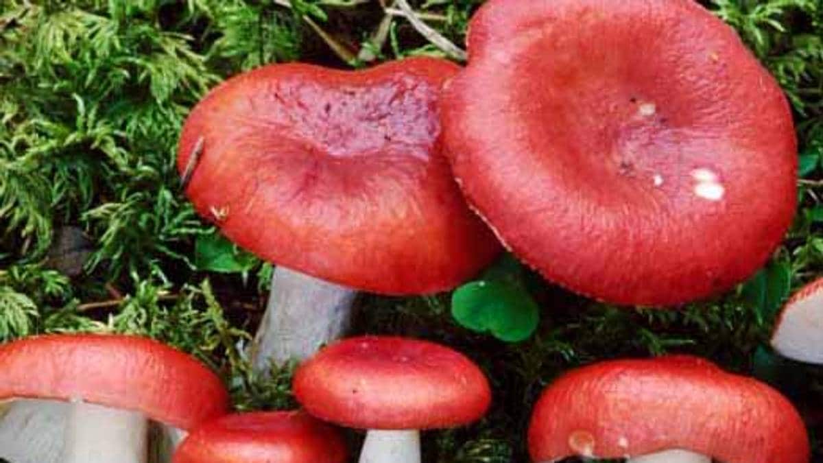 Giftige sopper i Norge – NRK Norge – Oversikt over nyheter fra ulike ...