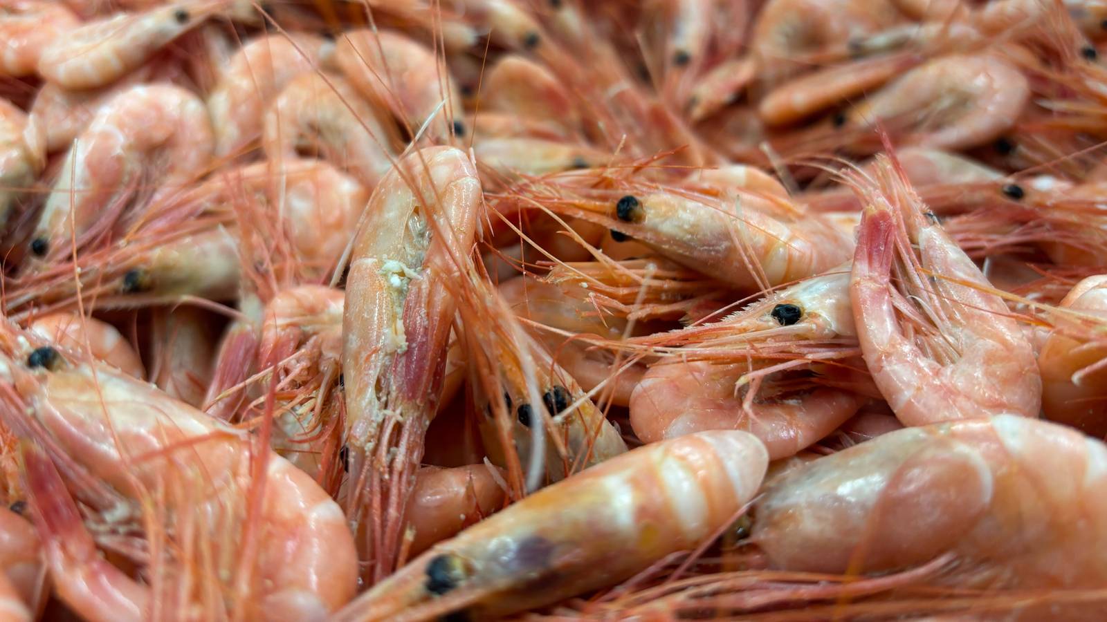 Full stopp i rekefiske: Ferske reker kan bli uaktuelt – NRK Østfold ...