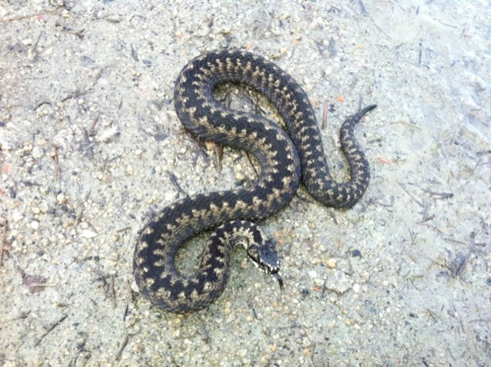 Biten av hoggorm – NRK Møre og Romsdal – Lokale nyheter, TV og radio