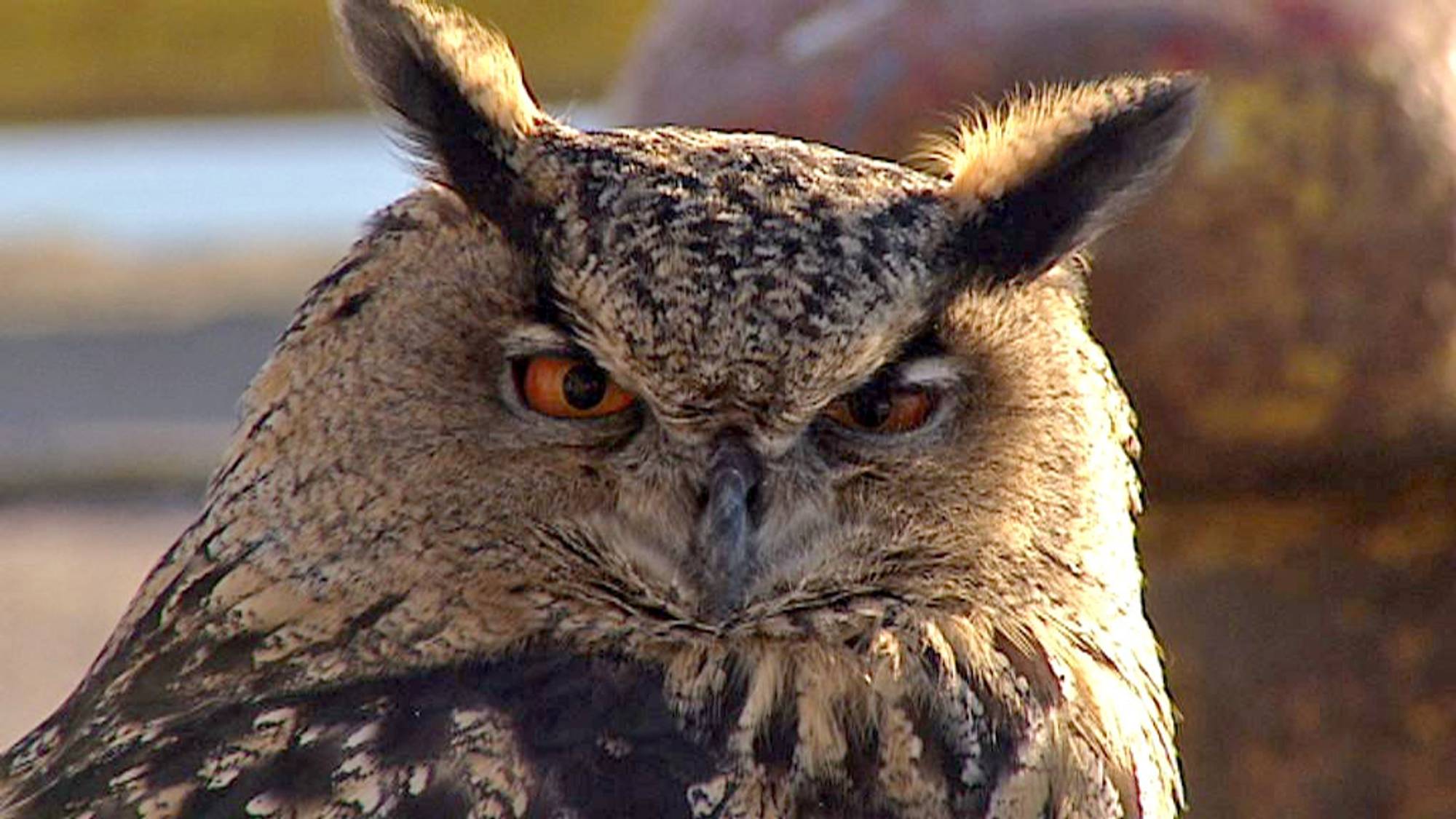 Hva kan du om ville dyr i Norge? – NRK Norge – Oversikt over nyheter ...