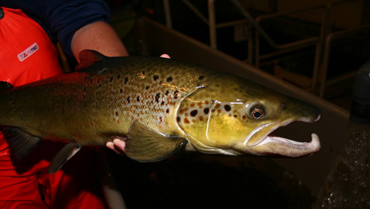 Unik laks tilbake etter 40 år – NRK Innlandet – Lokale nyheter, TV og radio