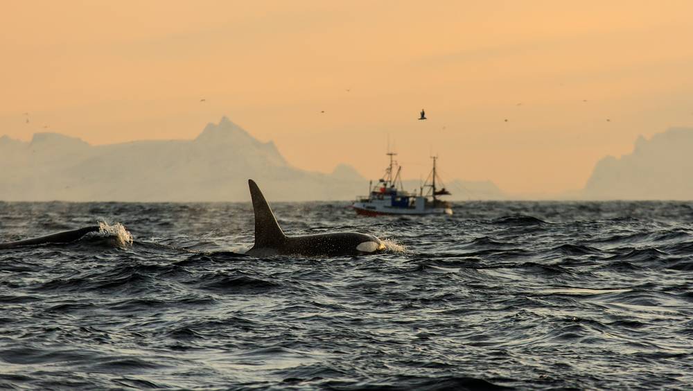 Hvaleventyret utenfor Andøya – NRK Nordland