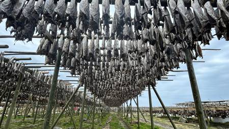 Ønsker å få tørrfisk inn på Unescos liste over immateriell kulturarv ...