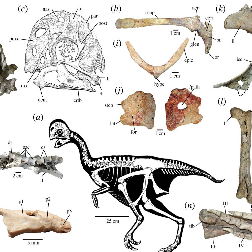 Den papegøyelignende dinosauren Oksoko avarsan mistet en finger til ...