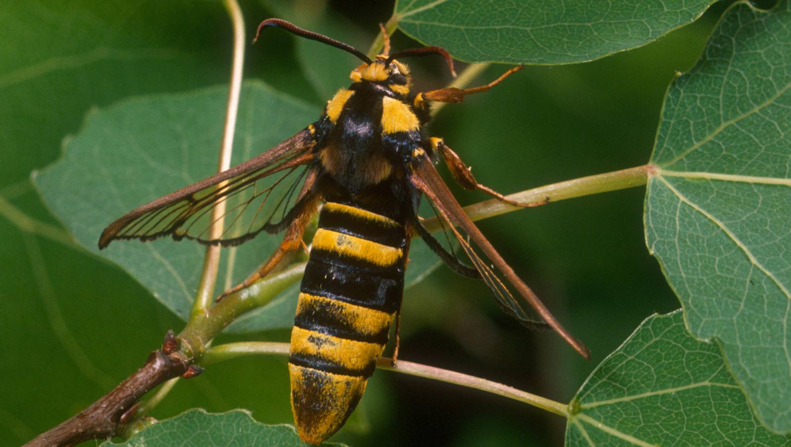 Naturens former – Natur – NRK