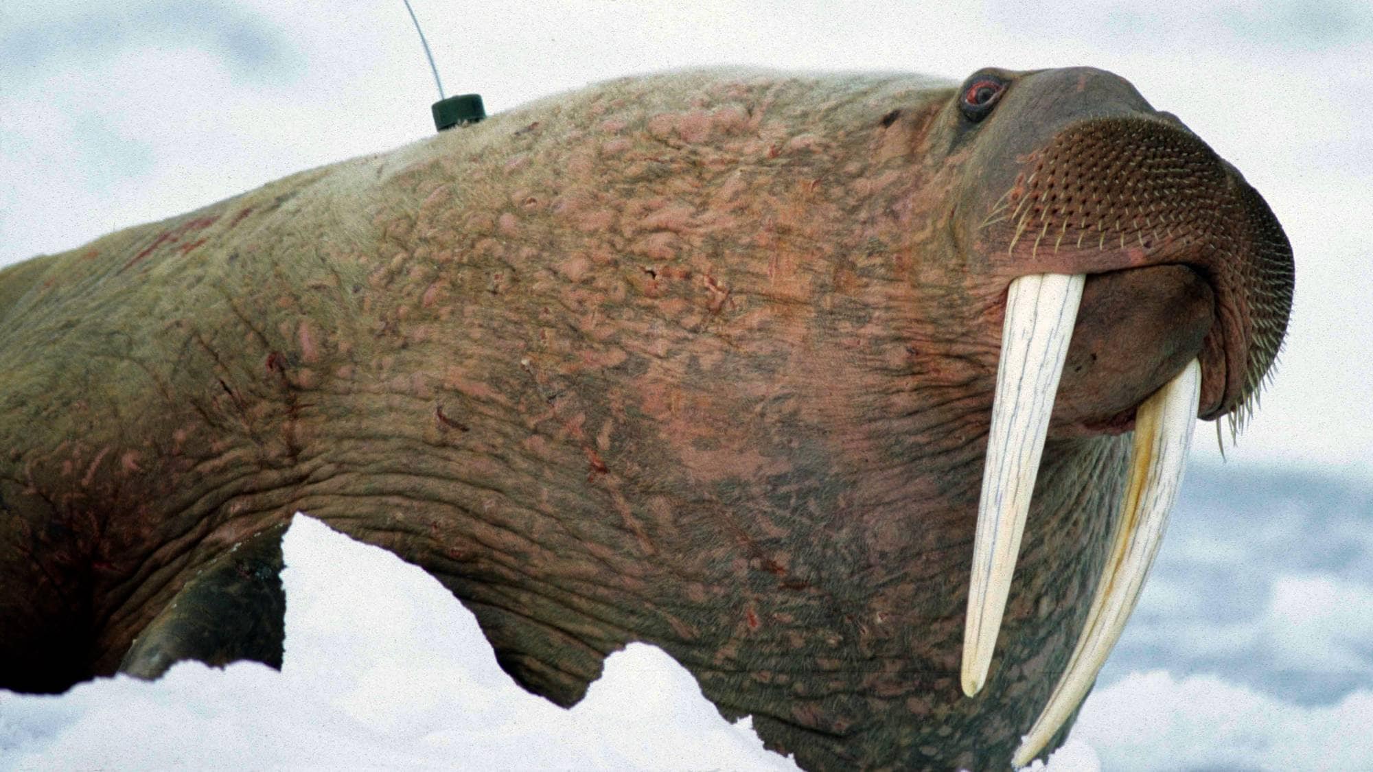 Verdens 10 mest truede dyr – Natur – NRK